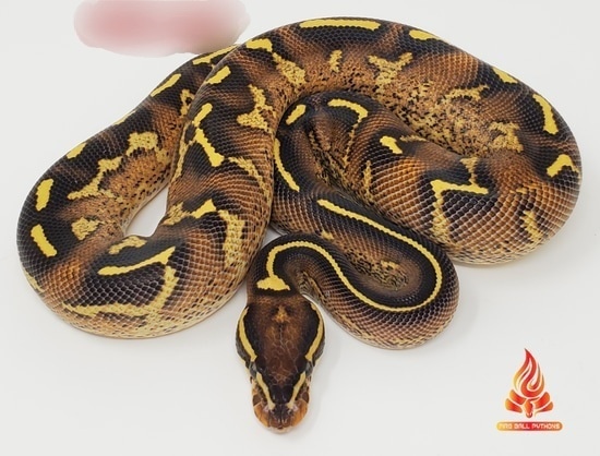 Freeway Ball Python by Fire Ball Pythons - MorphMarket