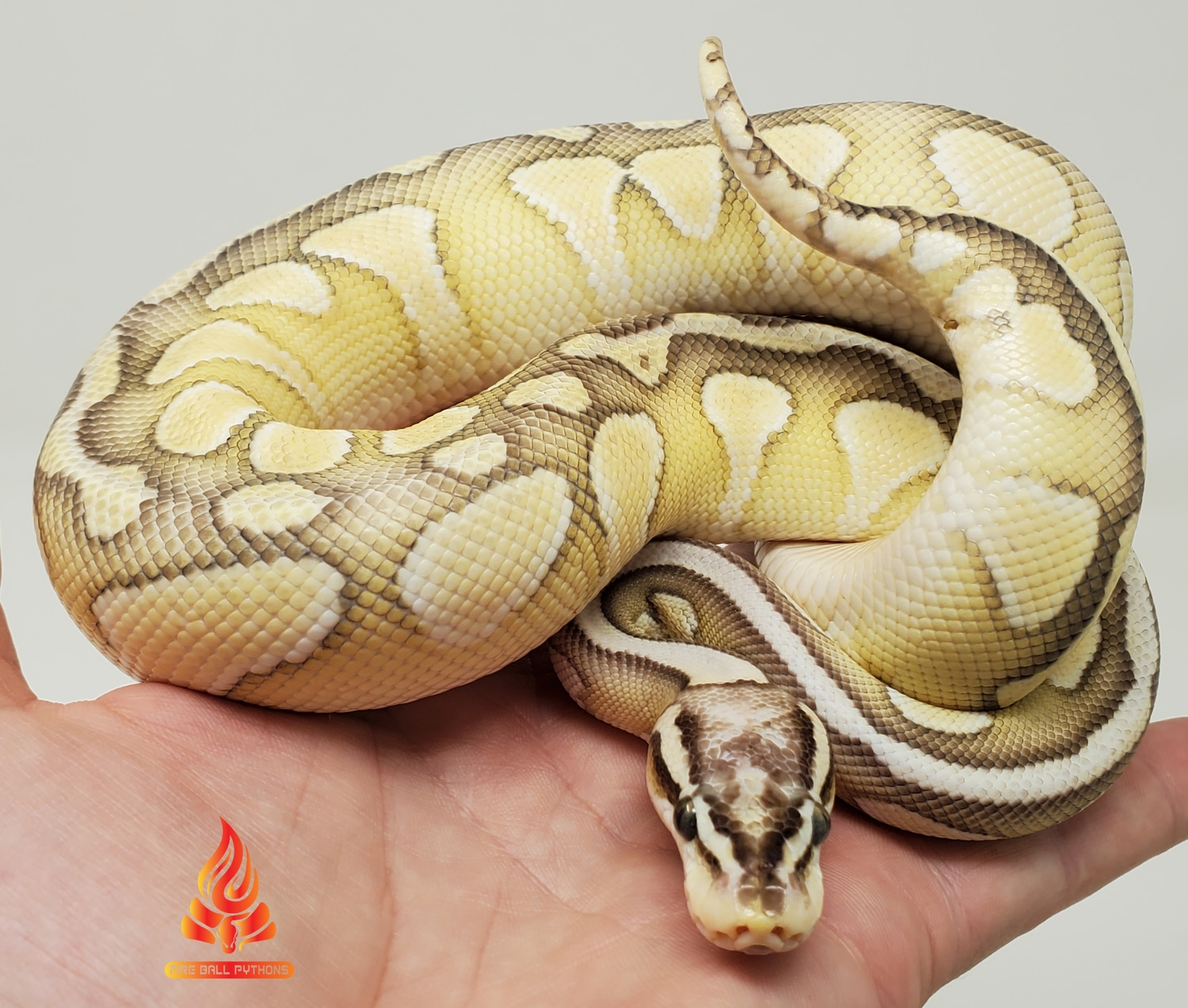 Butter Pastel (Poss Enchi) Het Clown Ball Python by Fire Ball Pythons ...