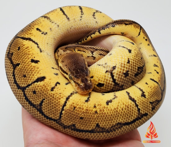 OD YB Lemonblast Het Pied Ball Python by Fire Ball Pythons