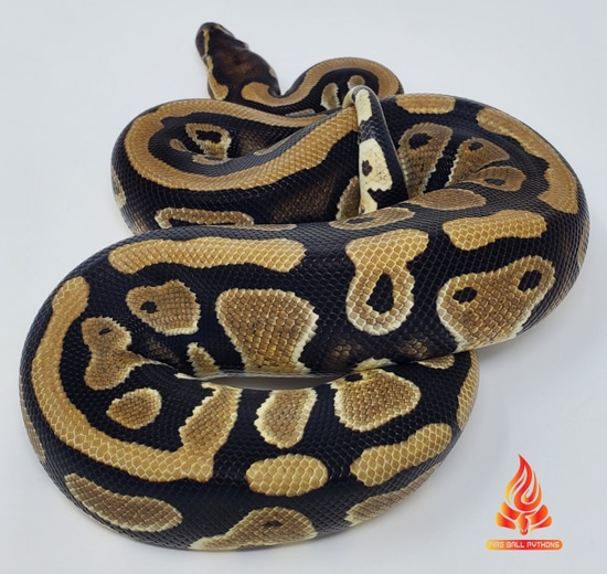 Triple Het Holy Grail Ball Python by Fire Ball Pythons