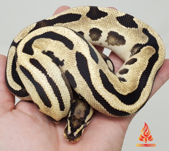 Super OD Leopard Fire Het Pied Ball Python by Fire Ball Pythons