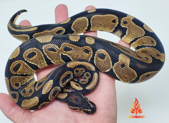 Mandarin Ball Python by Fire Ball Pythons