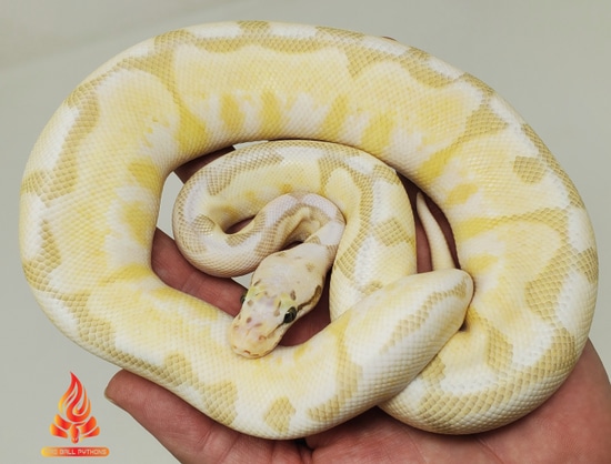 Enchi Butter Fire Spider Super Pastel Het Clown!🔥 Ball Python by Fire Ball Pythons