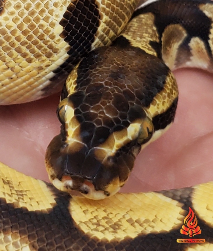 OD Enchi Asphalt Ball Python by Fire Ball Pythons - MorphMarket