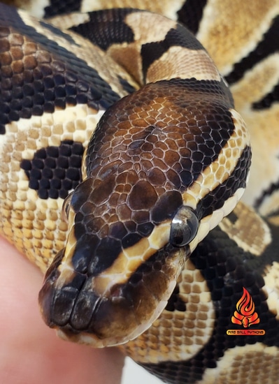 OD Asphalt Ball Python by Fire Ball Pythons
