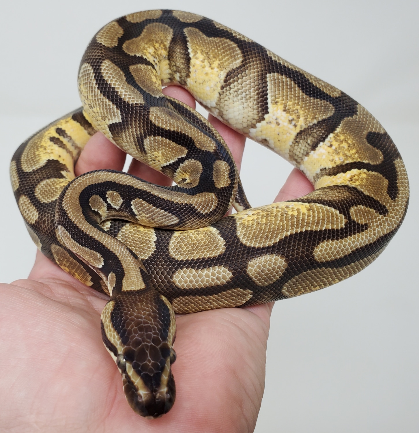 Enchi Dbl Het Dreamsicle Ball Python by Fire Ball Pythons - MorphMarket