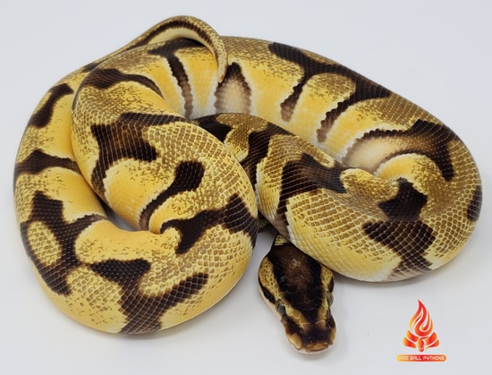 OD Super Enchi Het Hypo Ball Python by Fire Ball Pythons