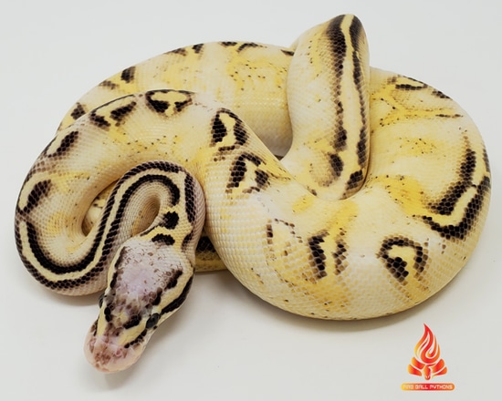 Pastel Freeway Ball Python by Fire Ball Pythons