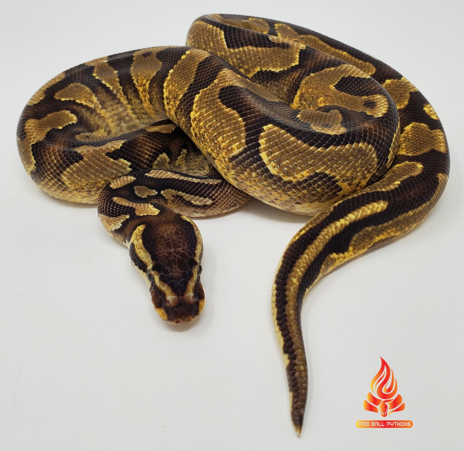 Enchi YB Dbl Het Dreamsicle Ball Python by Fire Ball Pythons - MorphMarket