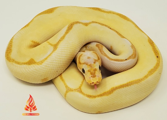 CG Super Blade Spider Clown Ball Python by Fire Ball Pythons