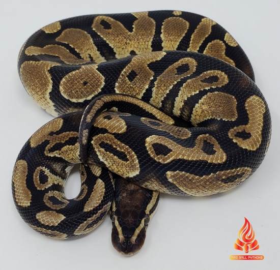 Asphalt Het Pied Ball Python by Fire Ball Pythons