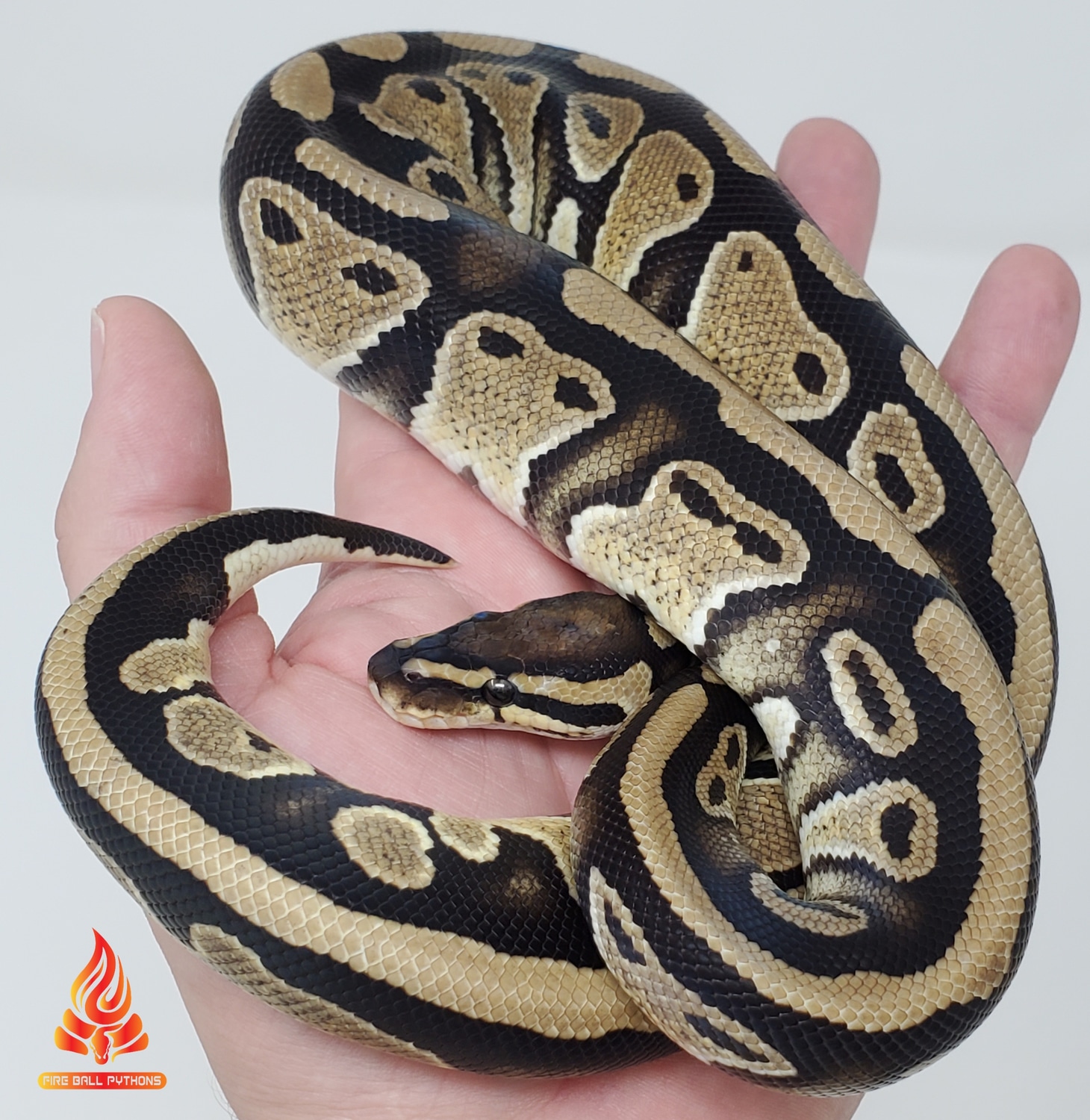 Triple Het Holy Grail Ball Python by Fire Ball Pythons - MorphMarket