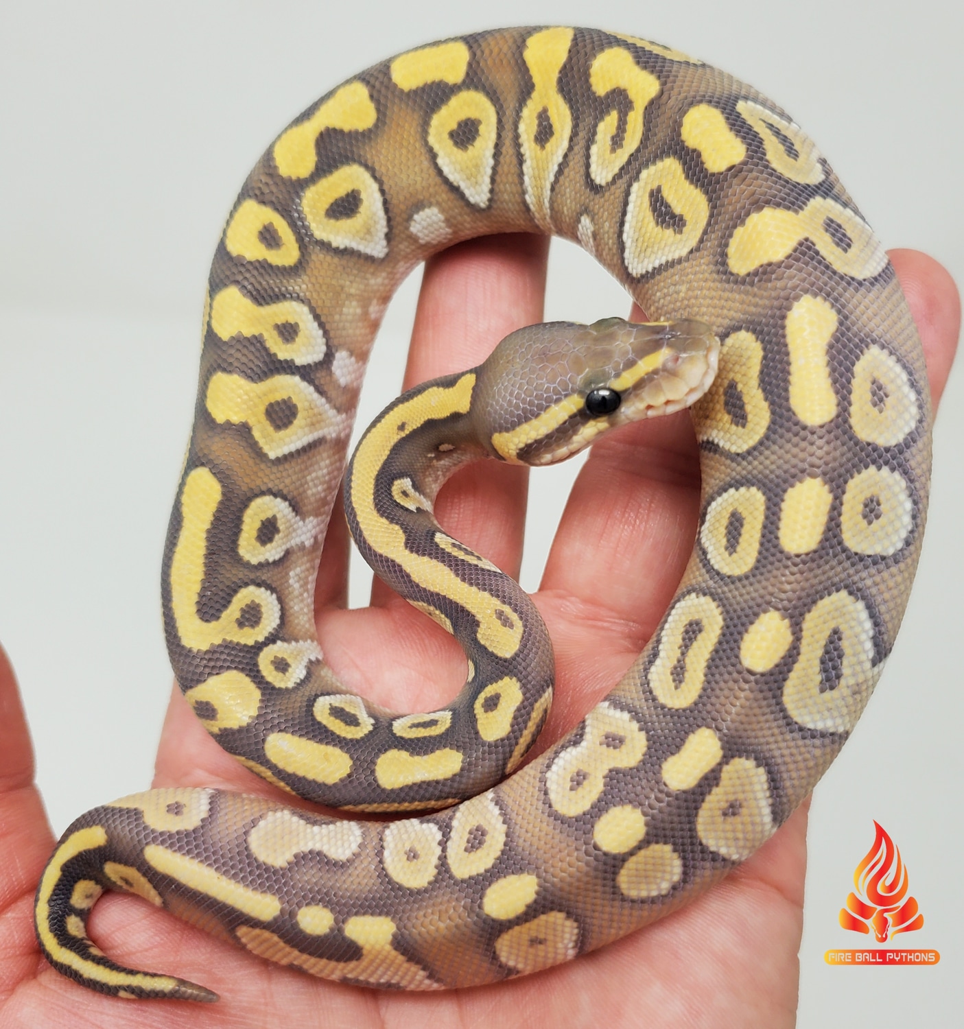OD Enchi Mojave Hypo Ball Python by Fire Ball Pythons - MorphMarket