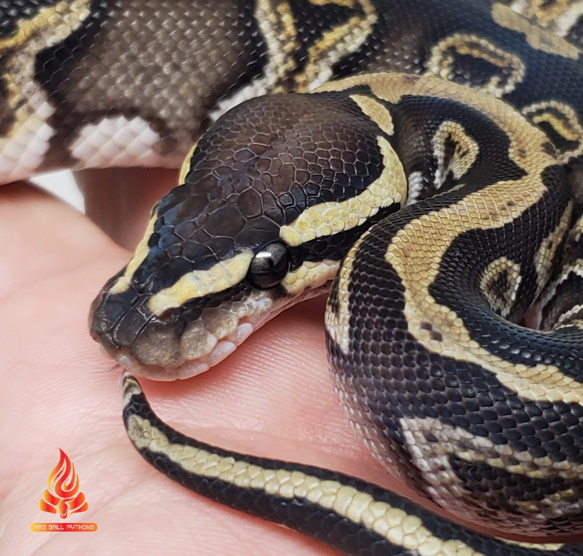 GHI Dbl Het Clown Pied Ball Python by Fire Ball Pythons - MorphMarket
