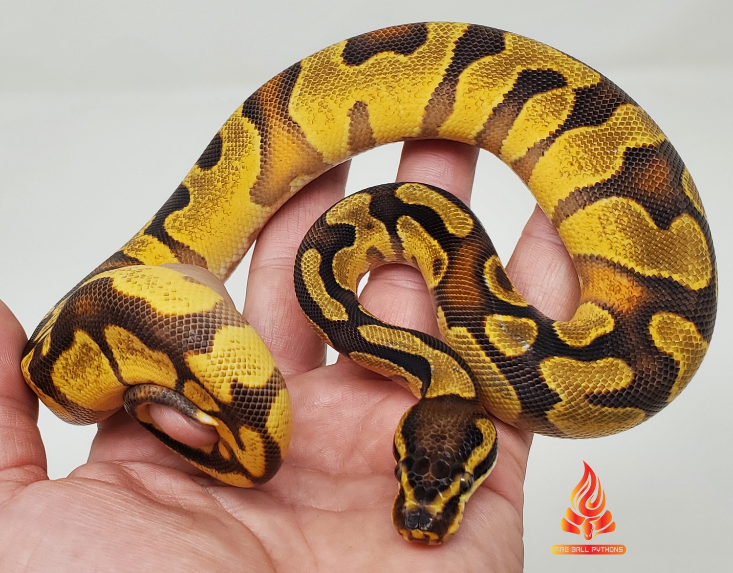 Fire Ball Pythons's Collection - MorphMarket