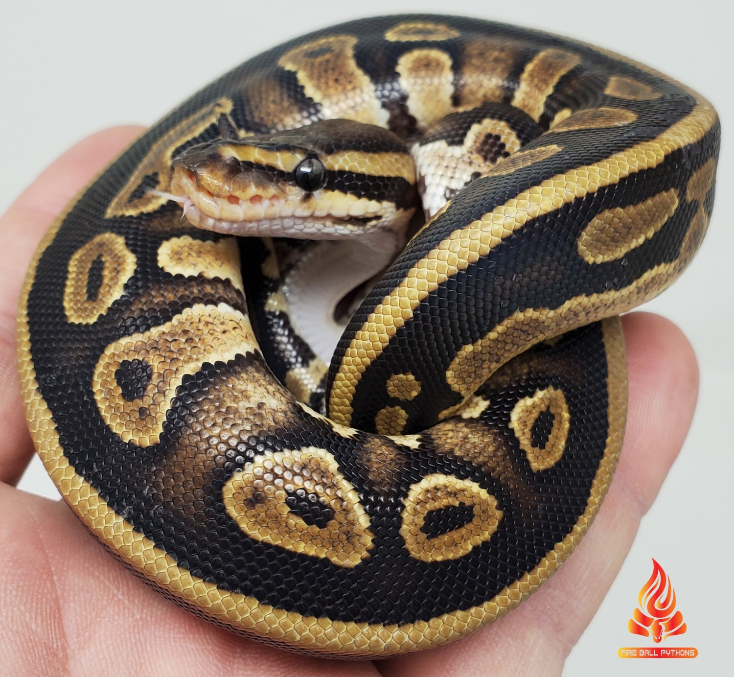 Mahogany (Poss YB) Het Pied Ball Python by Fire Ball Pythons - MorphMarket