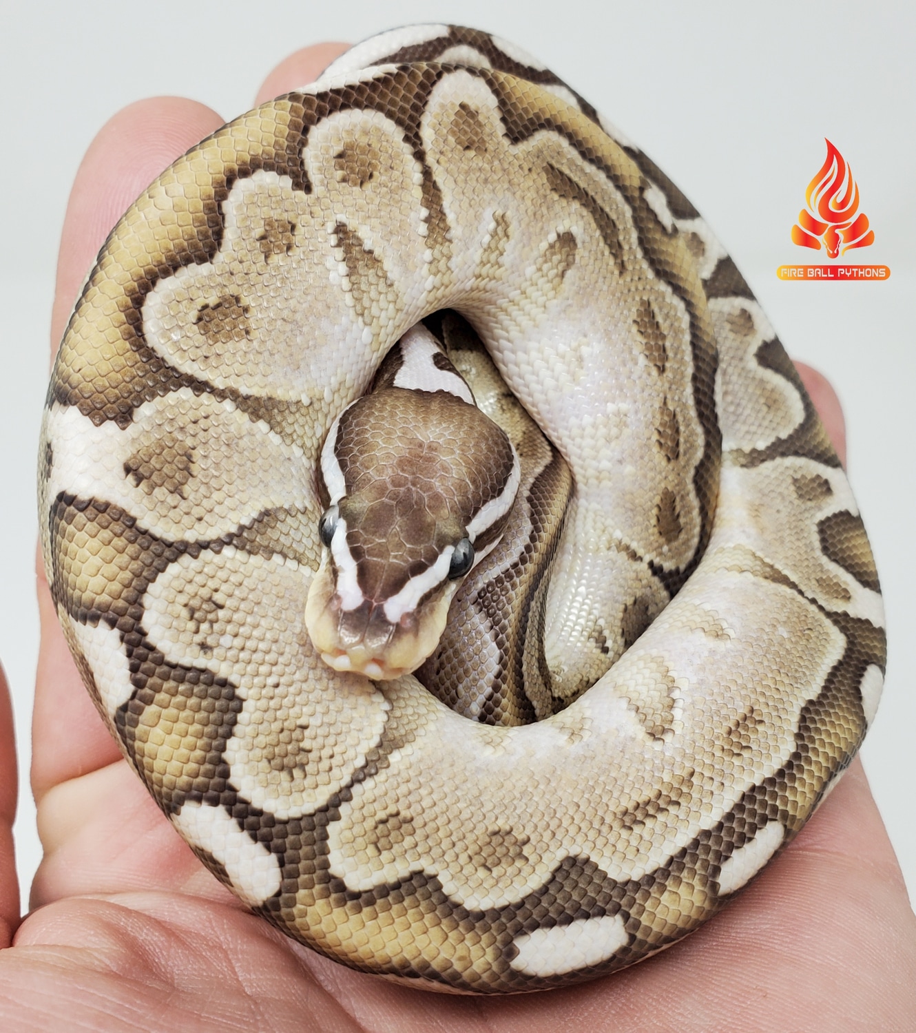Bamboo OD Het Desert Ghost Ball Python by Fire Ball Pythons - MorphMarket