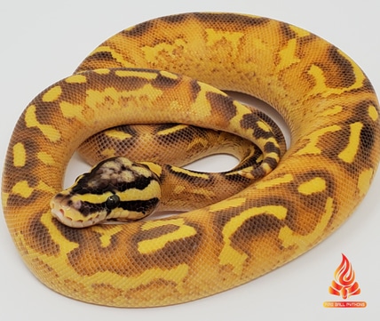 Mahogany Black Pastel Paradox Pied (Chimera) Ball Python by Fire Ball ...
