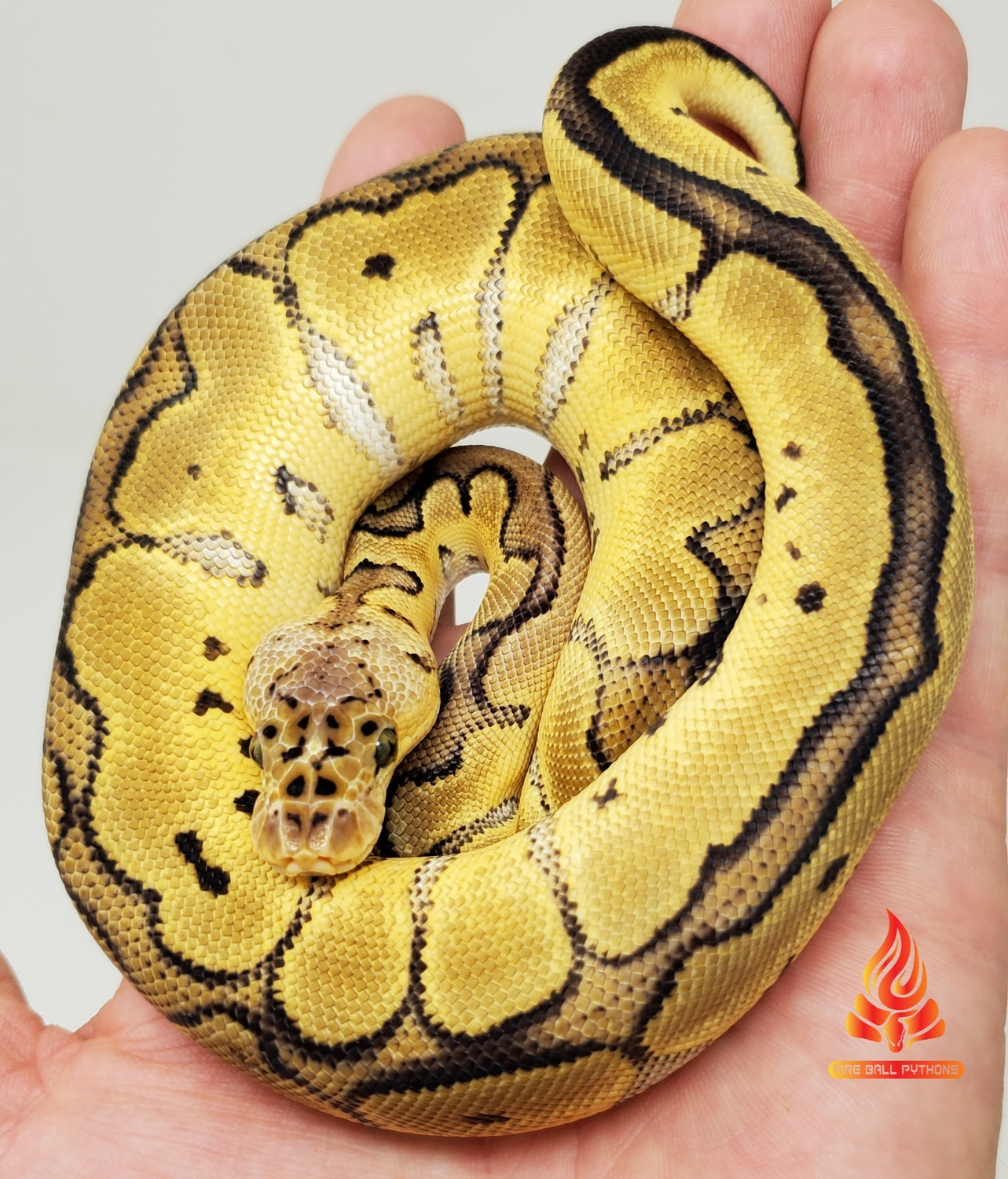Enchi Killer Clown Ball Python by Fire Ball Pythons - MorphMarket