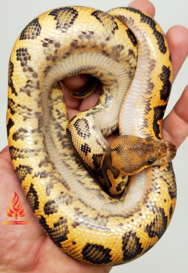 Cypress Leopard Blk Pastel YB Clown Ball Python by Fire Ball Pythons