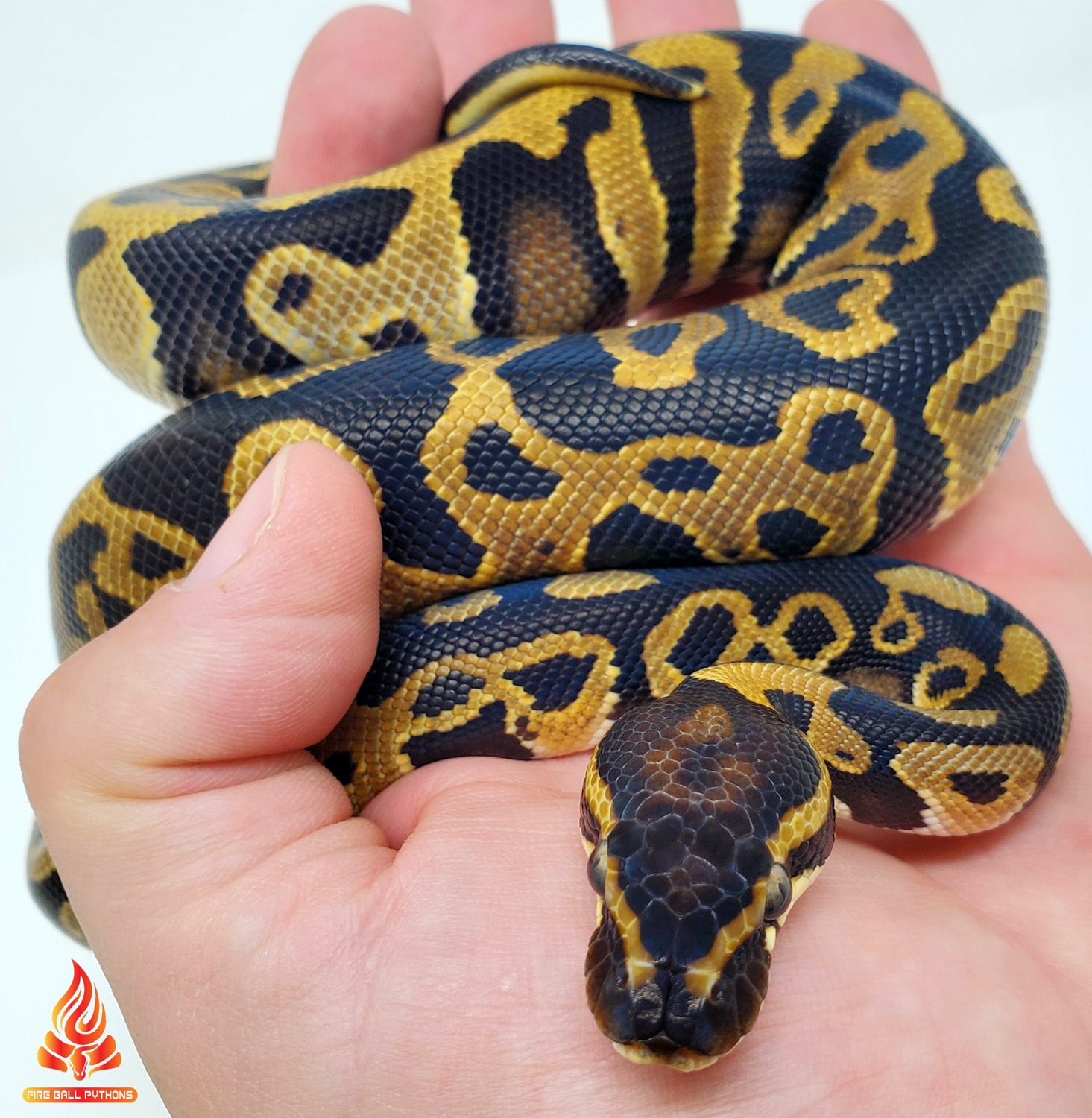 Cypress Leopard Het Clown Ball Python by Fire Ball Pythons - MorphMarket