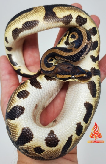 OD Leopard Dbl Het Ultramel Pied Ball Python by Fire Ball Pythons