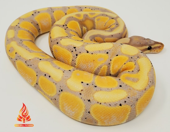 CG Mandarin Ball Python by Fire Ball Pythons