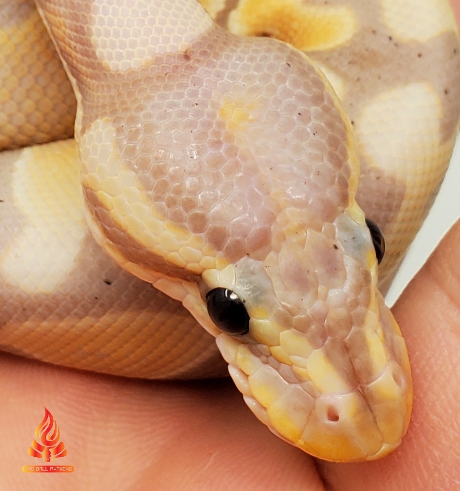 CG Blade Het Clown Ball Python by Fire Ball Pythons - MorphMarket