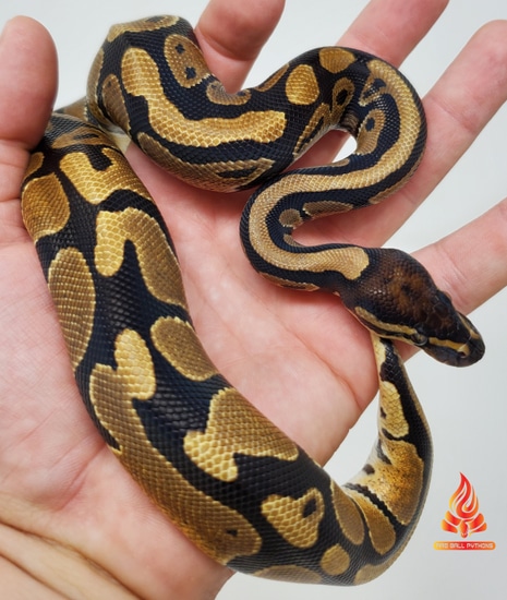 Mandarin Ball Python by Fire Ball Pythons