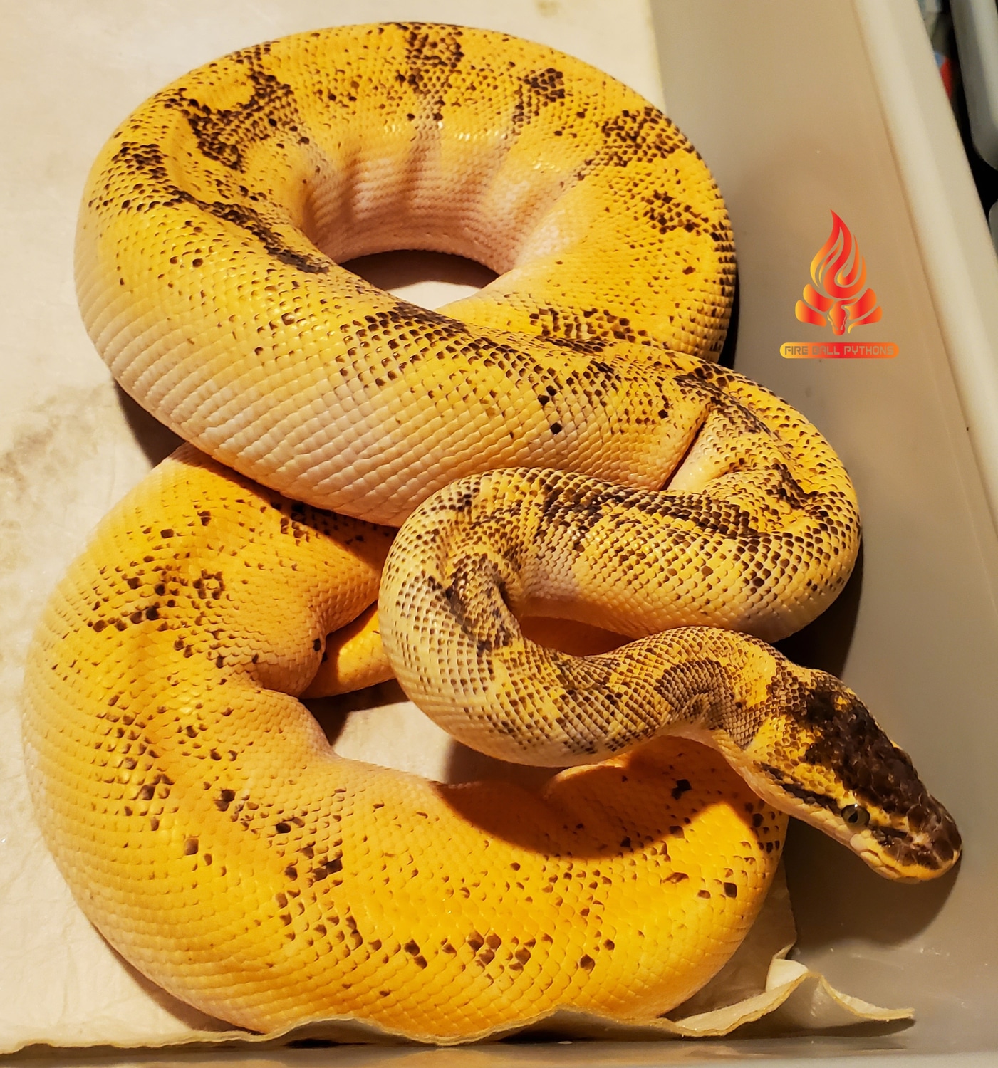 RTB Super Enchi OD YB Ball Python by Fire Ball Pythons - MorphMarket