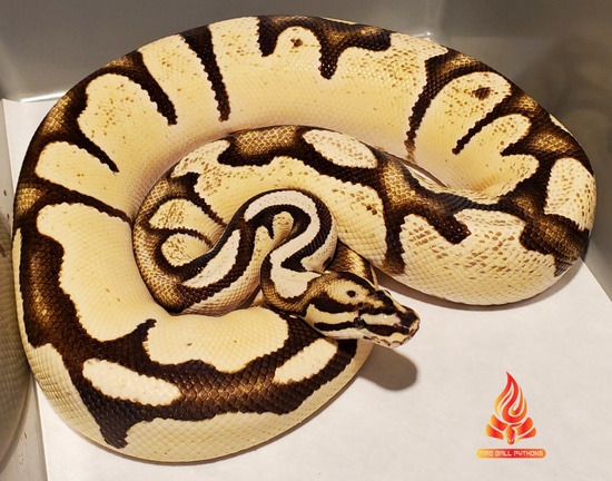 RTB High Super OD Fire Ball Python by Fire Ball Pythons