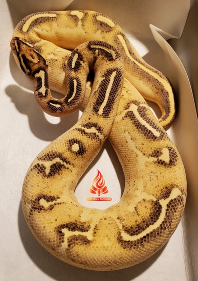 OD Freeway Ball Python by Fire Ball Pythons