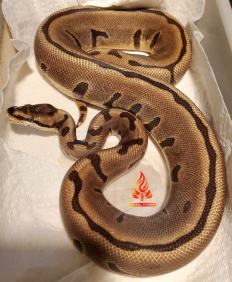 🔥RTB Enchi Leopard Woma Adult!🔥 Ball Python by Fire Ball Pythons