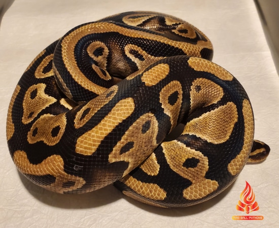 Triple Het Holy Grail Ball Python by Fire Ball Pythons