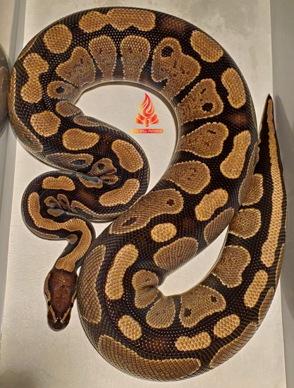 RTB MANDARIN Female Ball Python by Fire Ball Pythons
