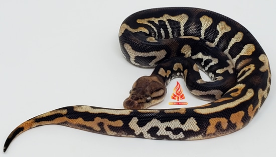 🔥Chocolate Cinnamon OD YB Paradox Het Clown!🔥 Ball Python by Fire Ball ...