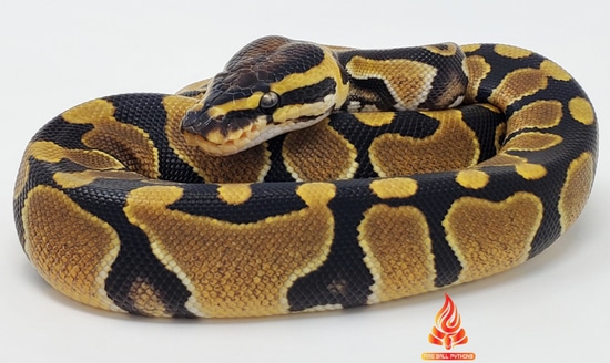 Triple Het Holy Grail Ball Python by Fire Ball Pythons