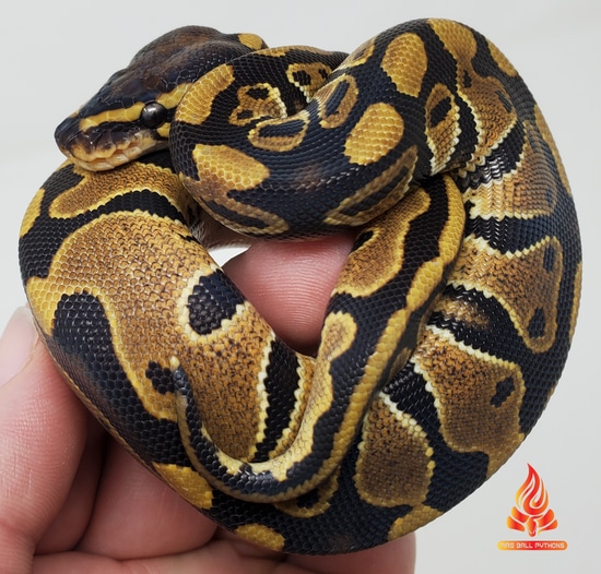 Triple Het Holy Grail Ball Python by Fire Ball Pythons