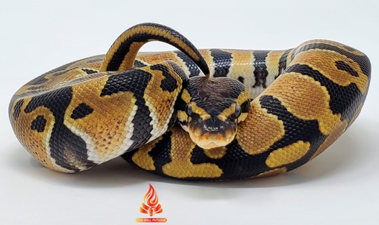 🔥 Triple Het Holy Grail! Ball Python by Fire Ball Pythons