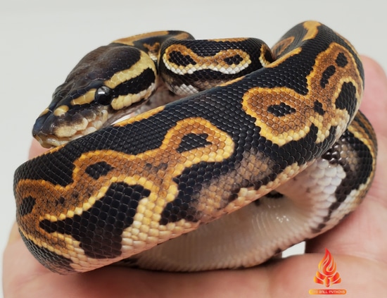 Black Pastel Triple Het Holy Grail Ball Python by Fire Ball Pythons