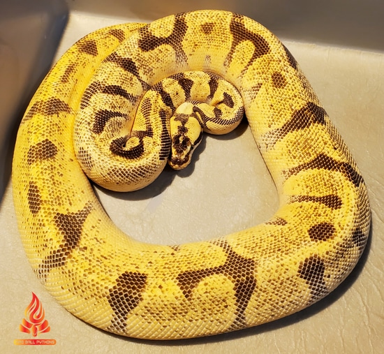 Super Enchi OD YB Pastel! Ball Python by Fire Ball Pythons
