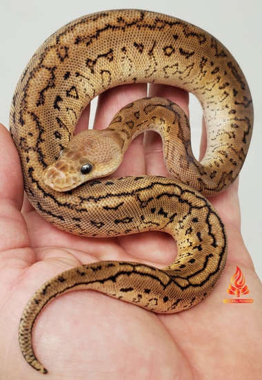 🔥Chocolate Cinny Pinstripe Clown!🔥 Ball Python by Fire Ball Pythons