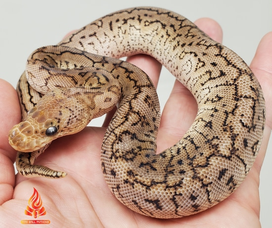 Spotnose Cinnamon Pinstripe Clown Ball Python by Fire Ball Pythons