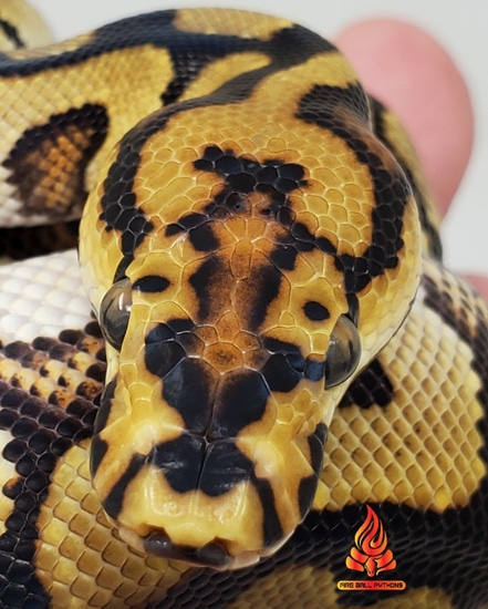Spotnose Clown Ball Python by Fire Ball Pythons