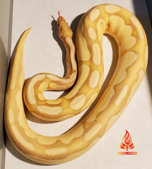 OD CG YB Fire Het Pied! Ball Python by Fire Ball Pythons