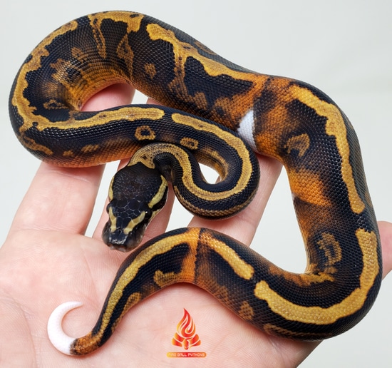 GHI YB Pied Ball Python by Fire Ball Pythons