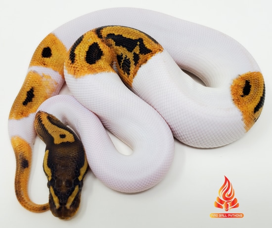 OD Leopard Pied!🔥 Ball Python by Fire Ball Pythons
