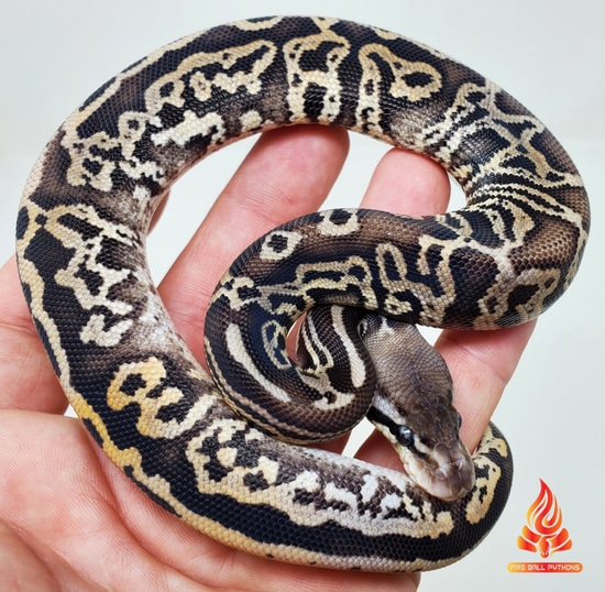 Leopard Black Pewter Dbl Het Dreamsicle 50% Het Hypo! Ball Python by ...