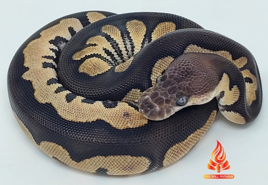 Chocolate Cinnamon Clown 100% Het Desert Ghost Ball Python by Fire Ball ...