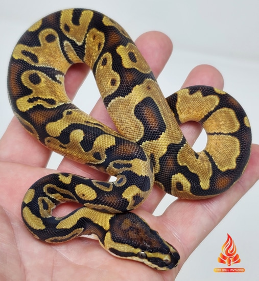 🔥Make Enchi Monsoon Pieds!!!🥳 RTB Enchi Dbl Het Monsoon Pied!🔥 Ball ...